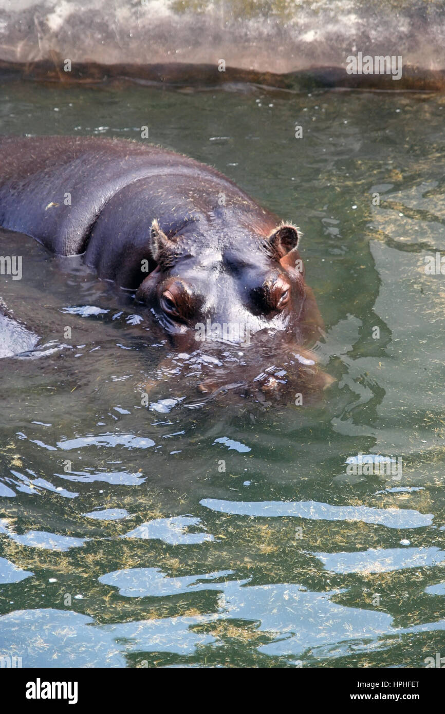 Hippo in the Zoo park Stock Photo - Alamy