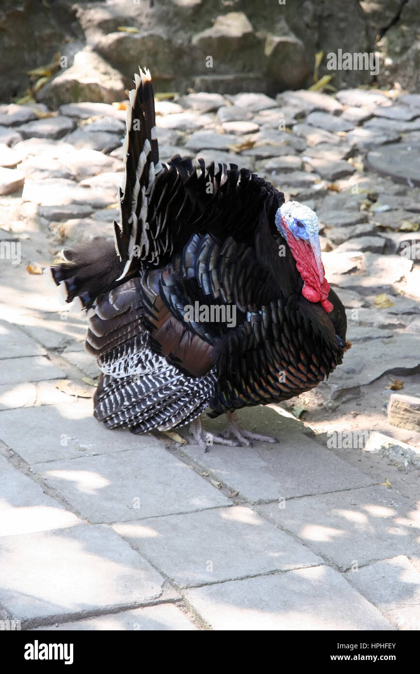 Turkey animal in the Zoo park Stock Photo - Alamy