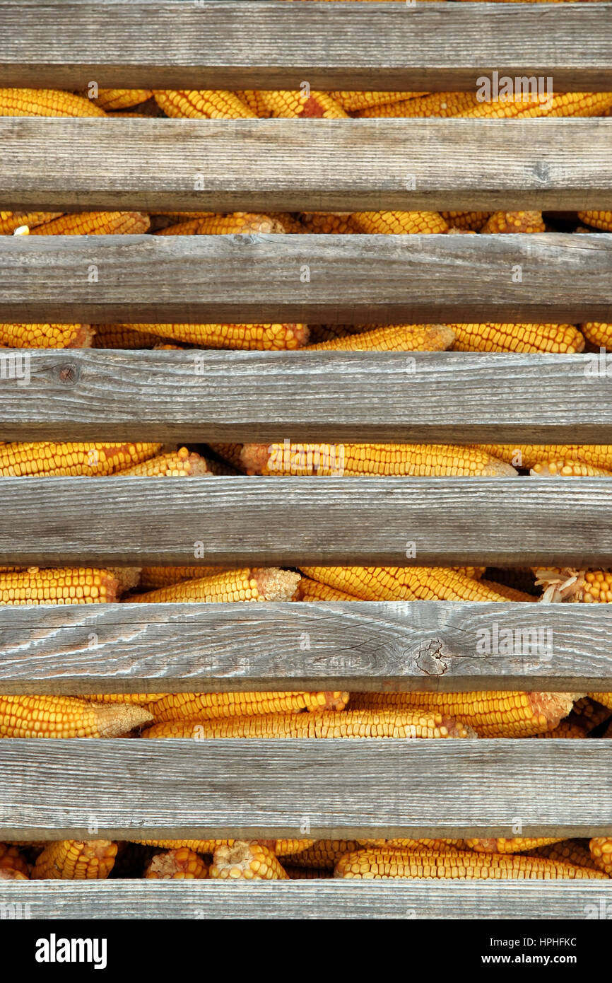 Old stack of corn in a vintage silo Stock Photo - Alamy