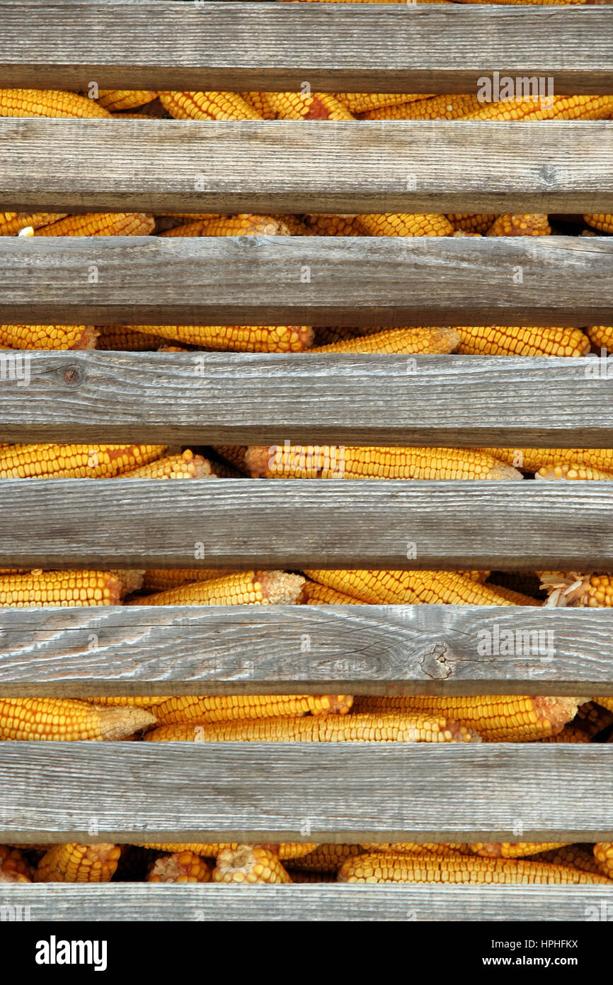 Old stack of corn in a vintage silo Stock Photo - Alamy
