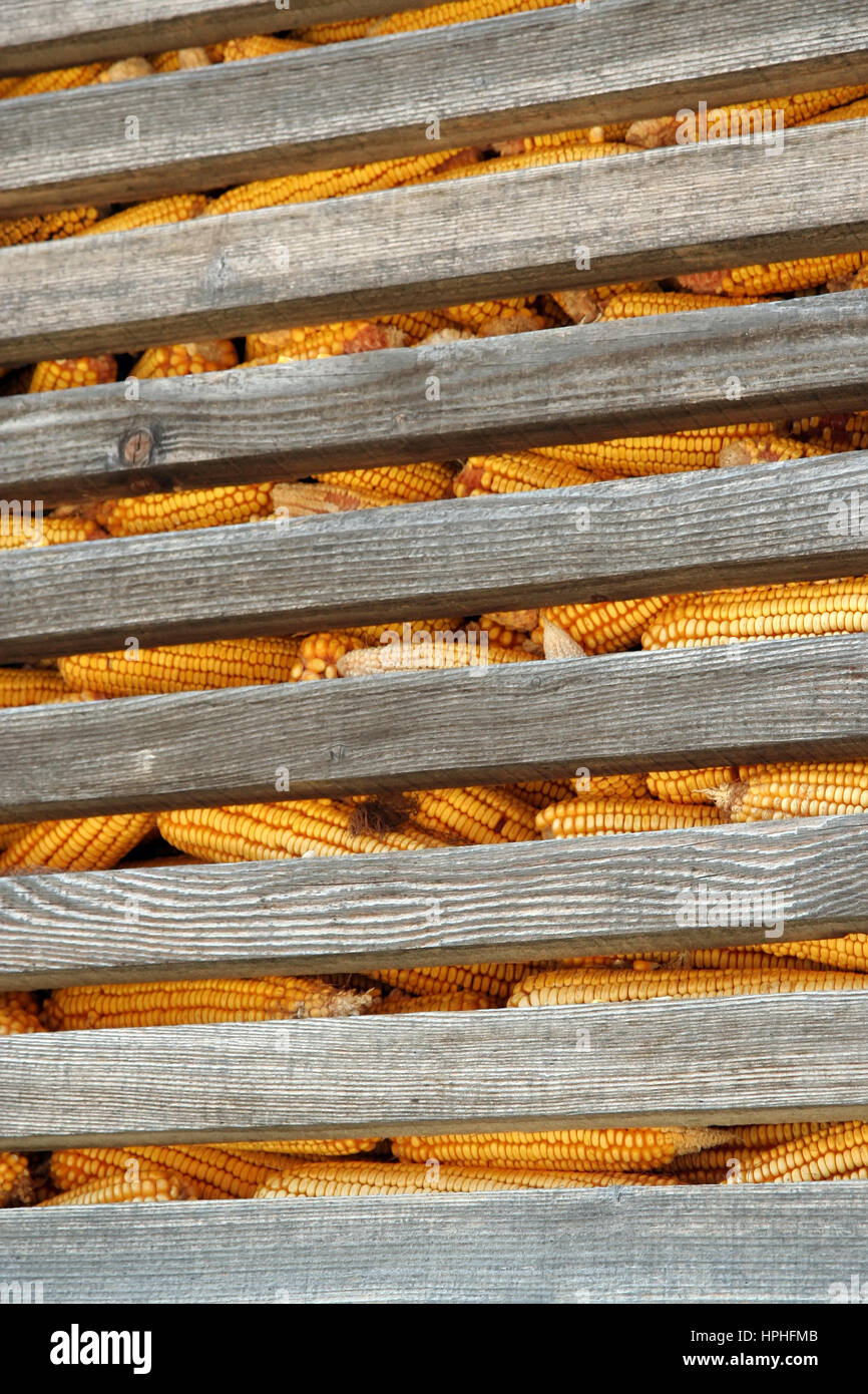 Old stack of corn in a vintage silo Stock Photo - Alamy