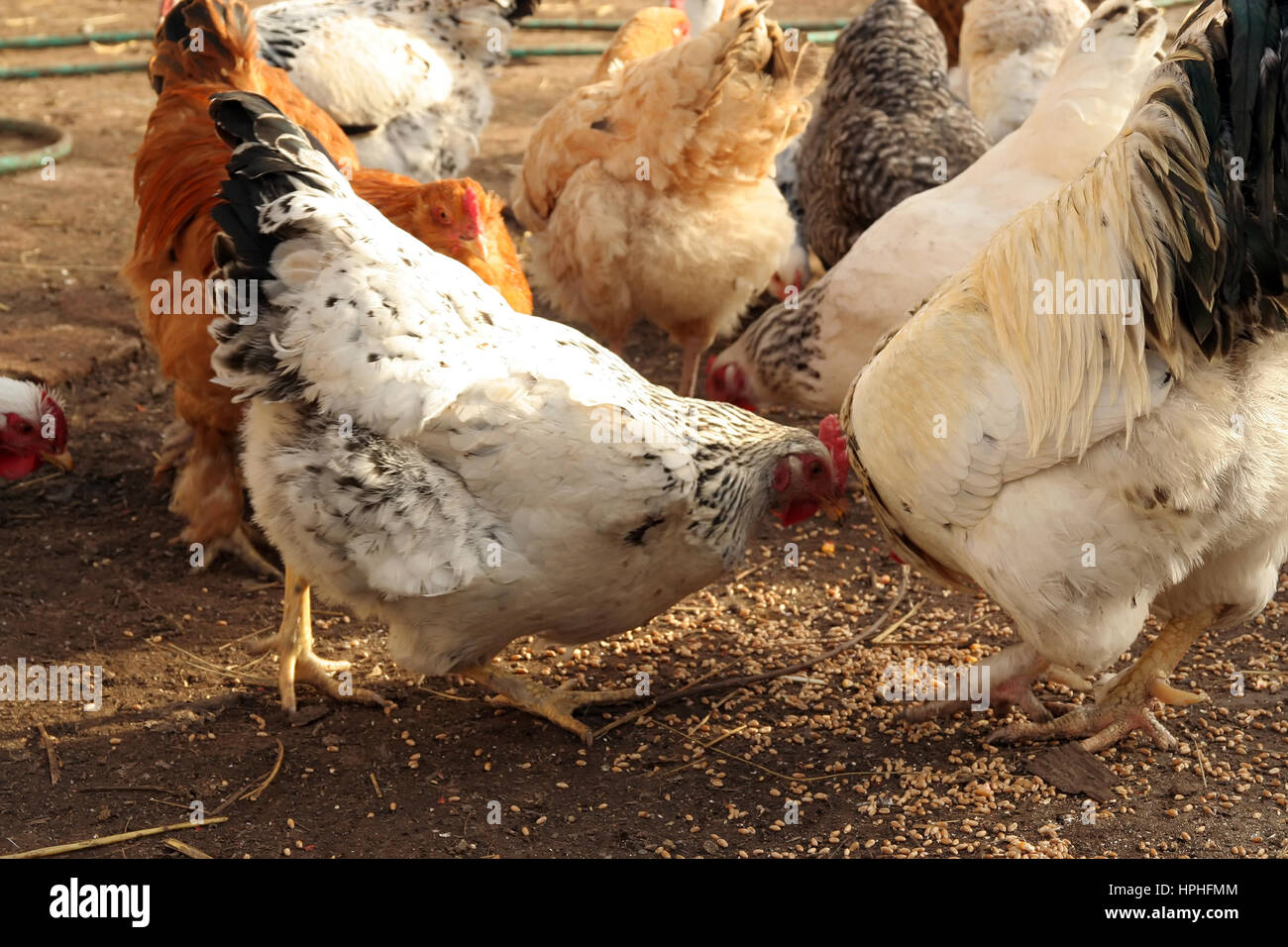 Chickens on a farm Stock Photo - Alamy