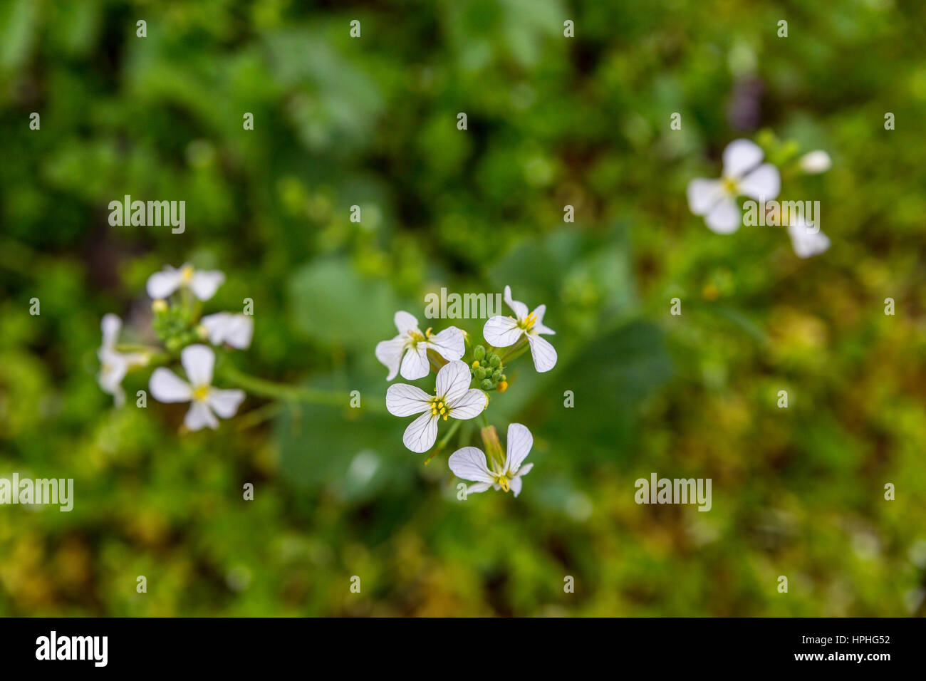 Wild Radish (Raphanus rahanistrum) in the Brassicaceae family in a ...