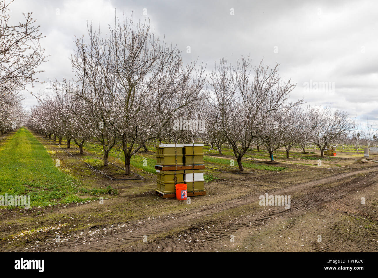 An Almond orchard in the San Joaquin Valley of California USA Stock ...