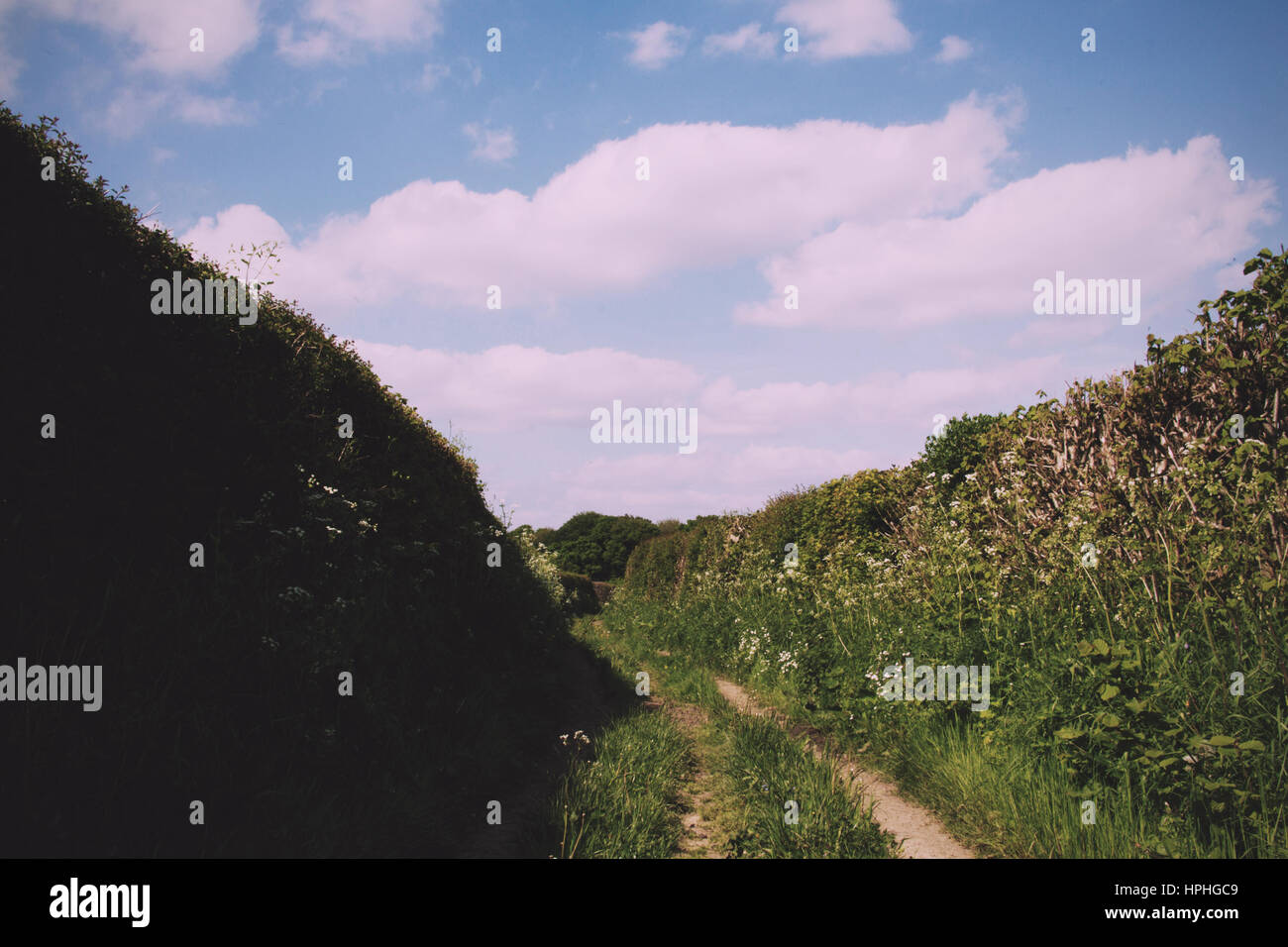 Country path with hedges on either side Vintage Retro Filter Stock ...