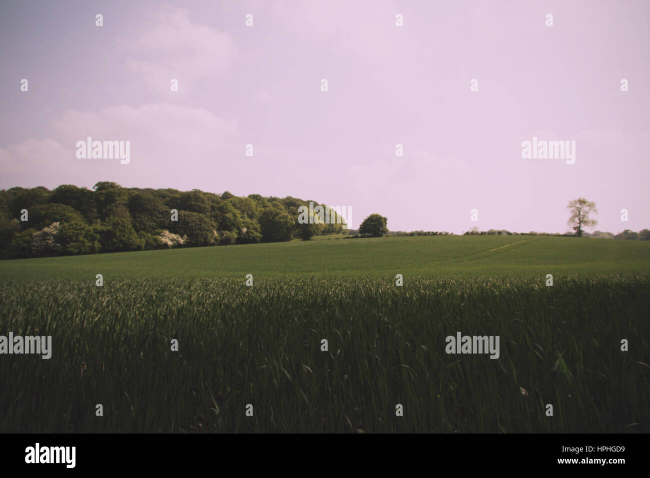 View over the Chilterns landscape in Buckinghamshire, England Vintage ...