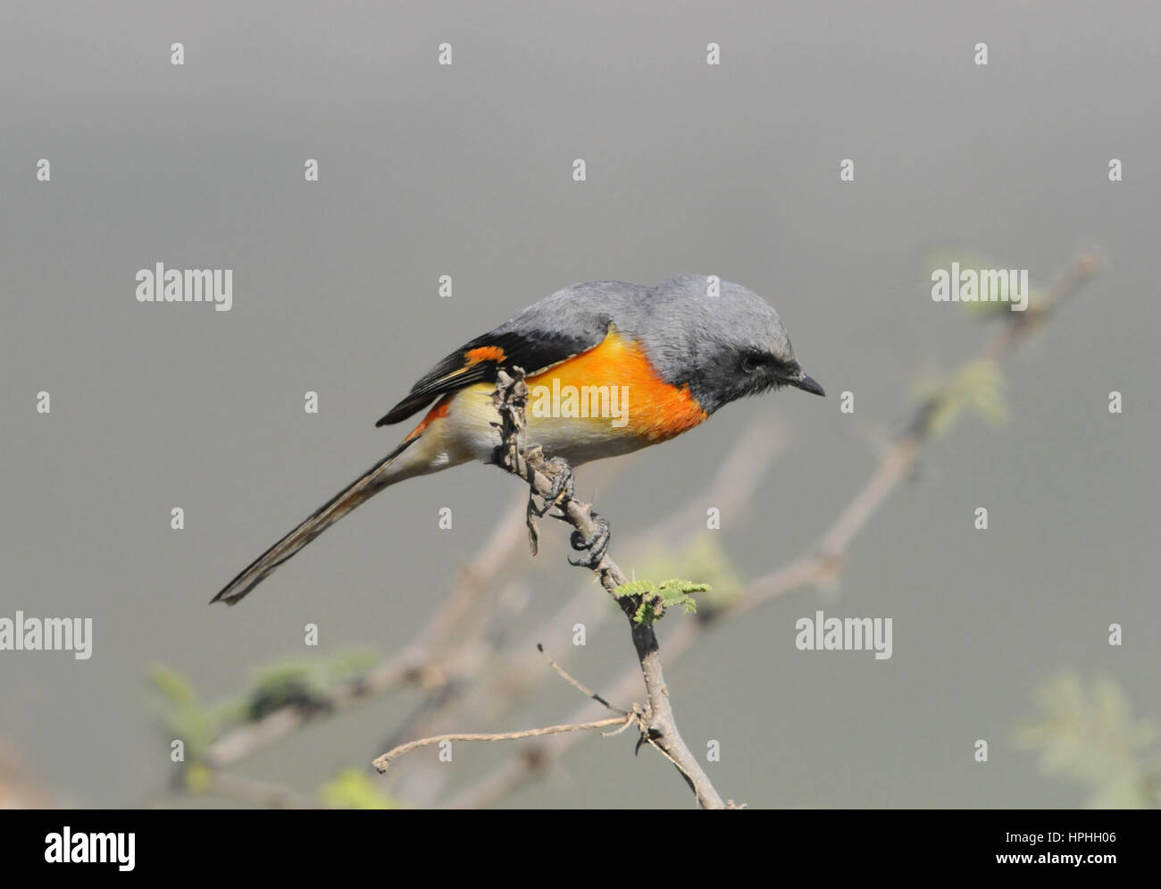 Small Minivet - Pericrocotus cinnamomeus Stock Photo - Alamy
