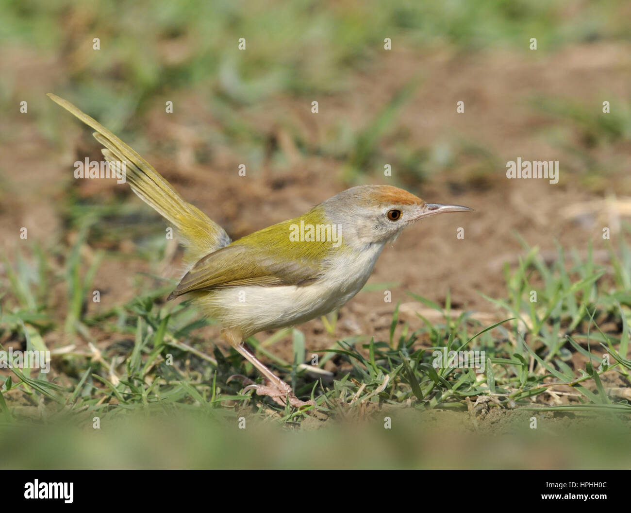 Tailorbird High Resolution Stock Photography and Images - Alamy