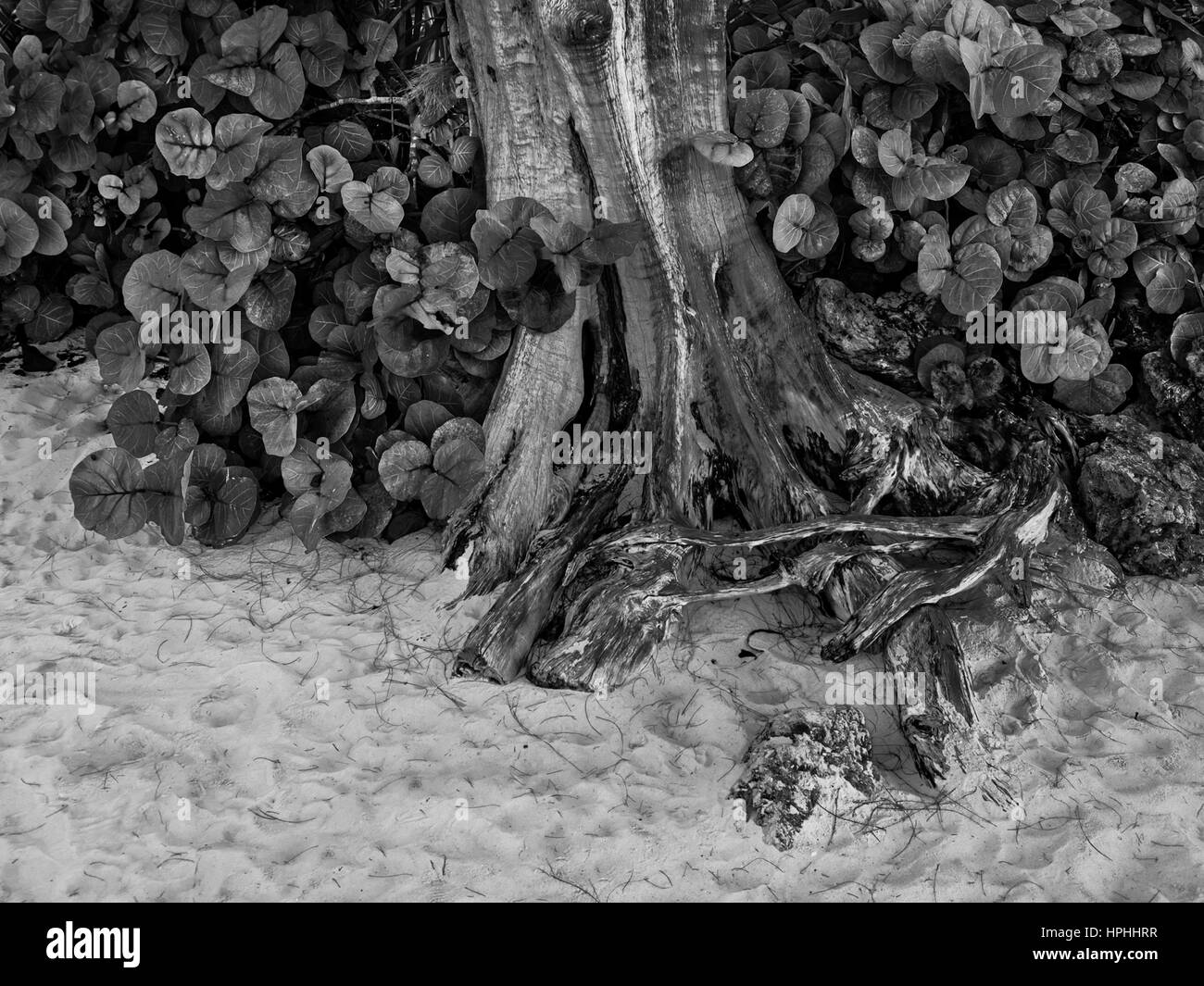 Tropical tree trunk on Seven Mile Beach in the Caribbean, Grand Cayman ...