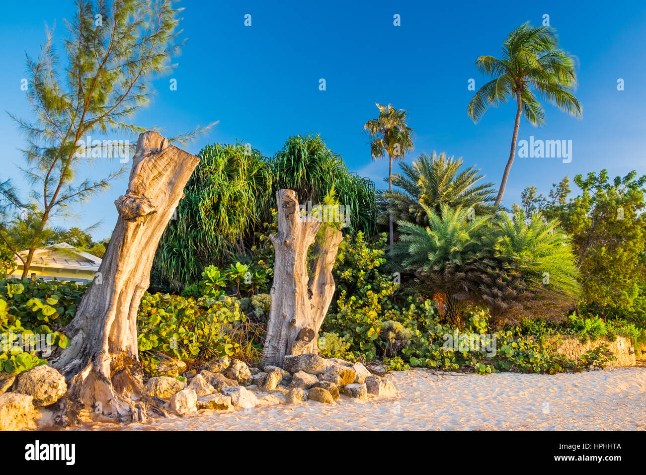 Two dead upright trees on Seven Mile Beach in the Caribbean, Grand ...