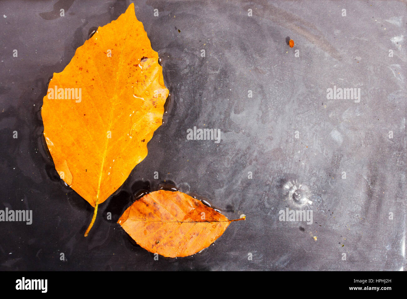 Bright colourful autumn leaf floating in water with ripples Stock Photo - Alamy