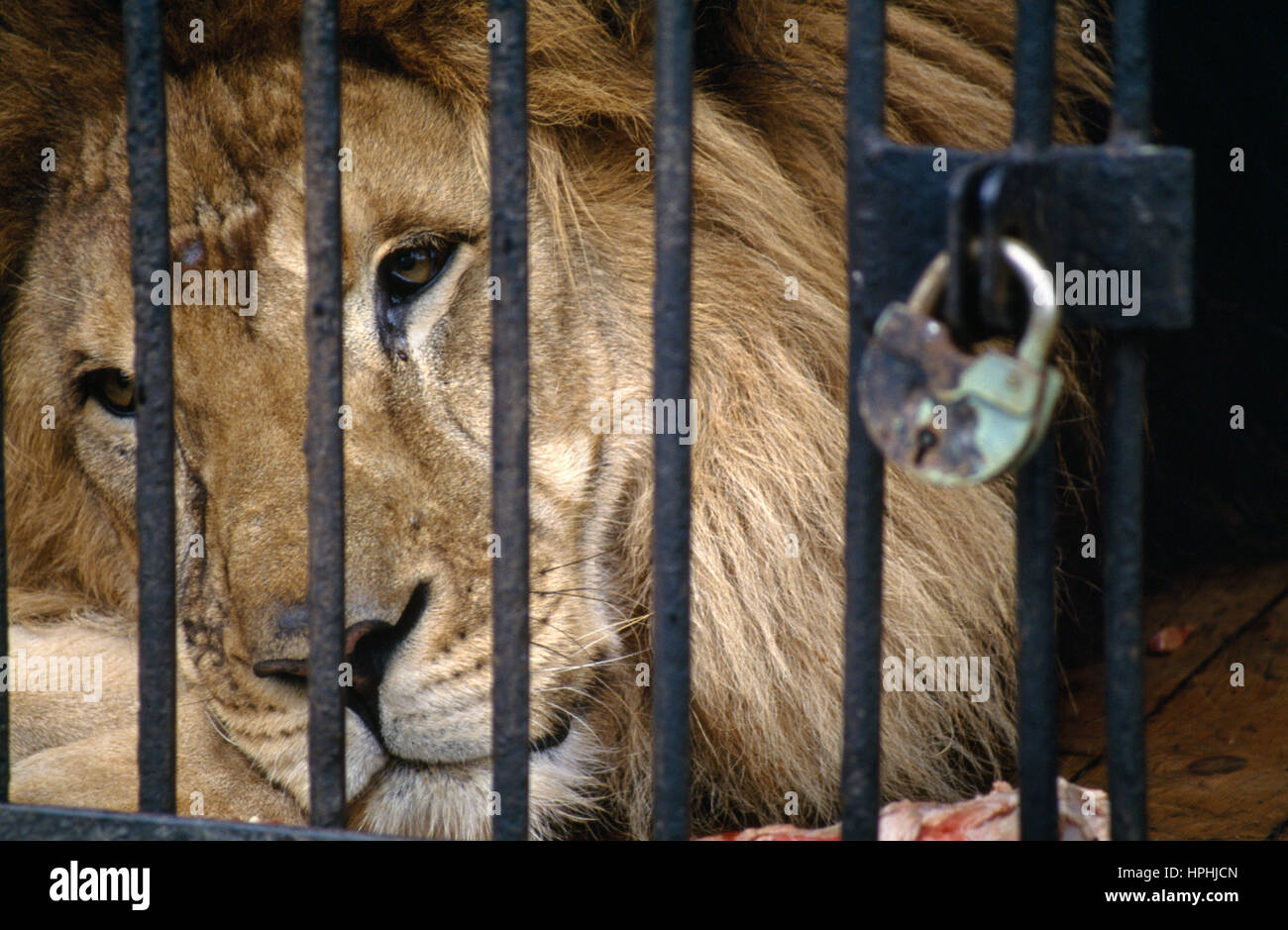 Yekaterinburg Russia Zoo Facial Portrait Of Caged Lion Stock Photo - Alamy