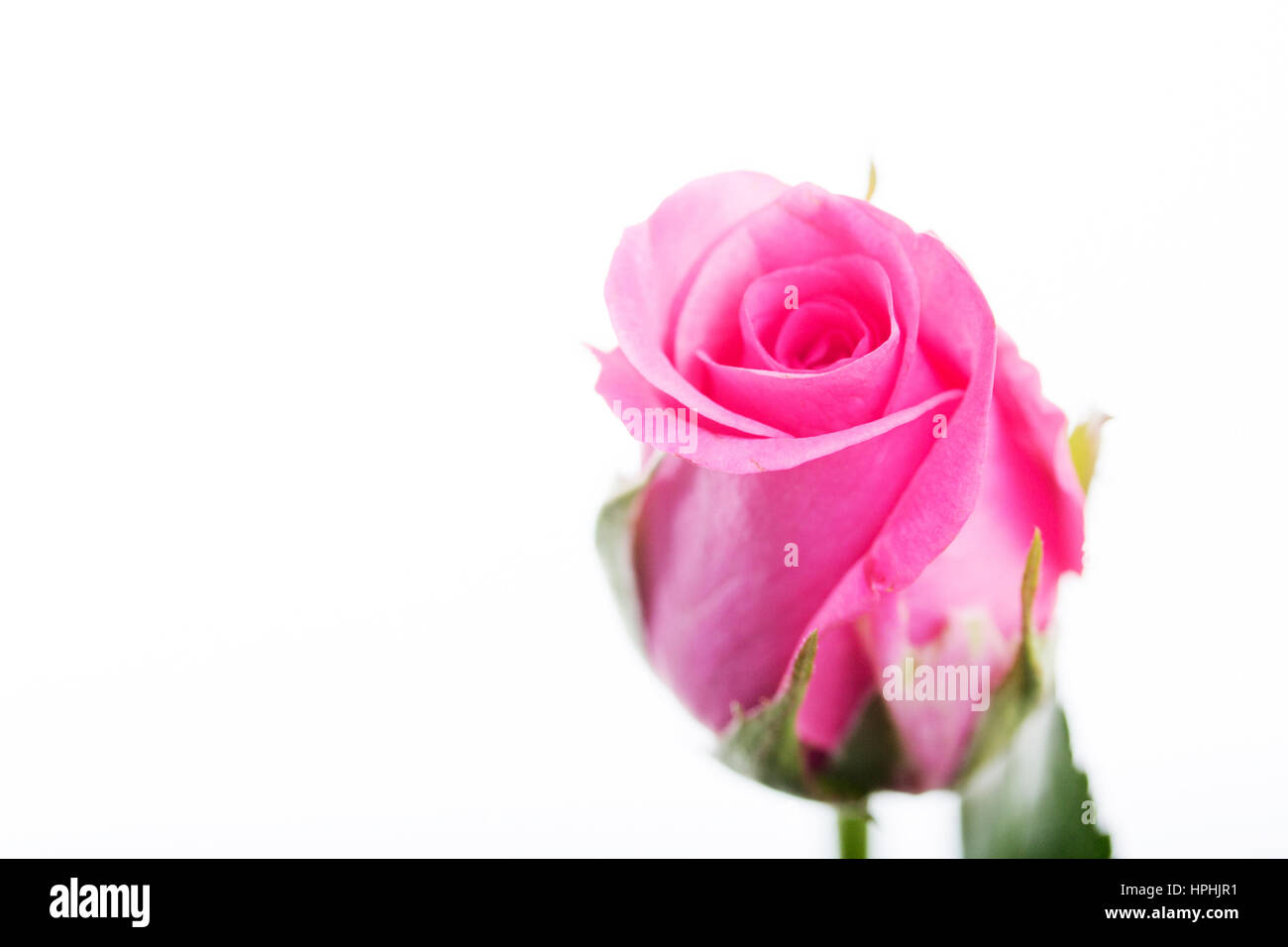 Delicate pink rose on a plain white background Stock Photo - Alamy
