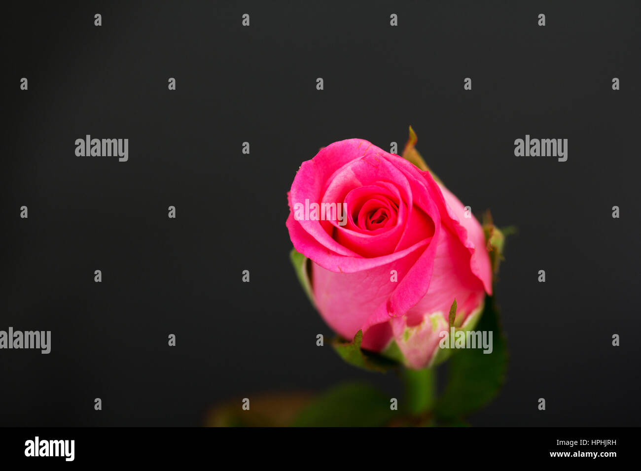 Delicate beautiful pink rose on a plain background Stock Photo - Alamy