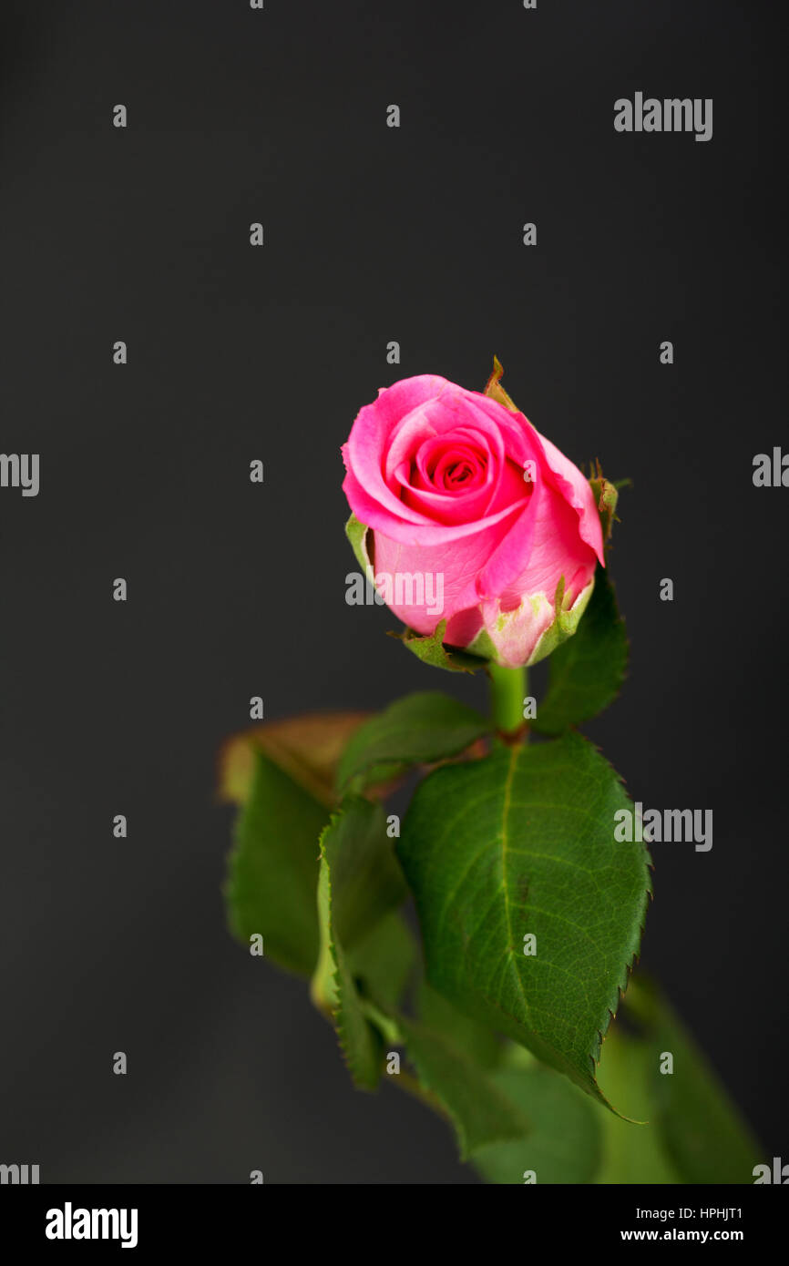 Delicate beautiful pink rose on a plain background Stock Photo - Alamy