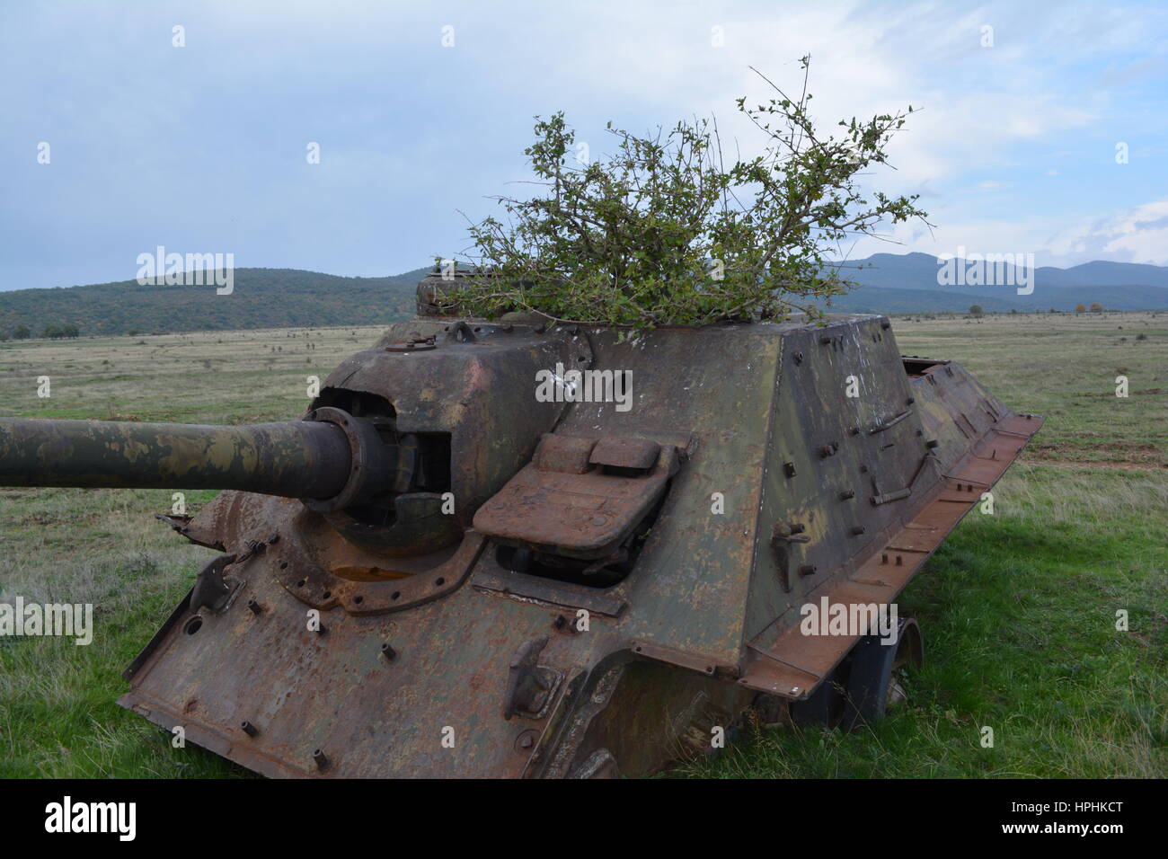 Tree going out of an old tank Stock Photo - Alamy