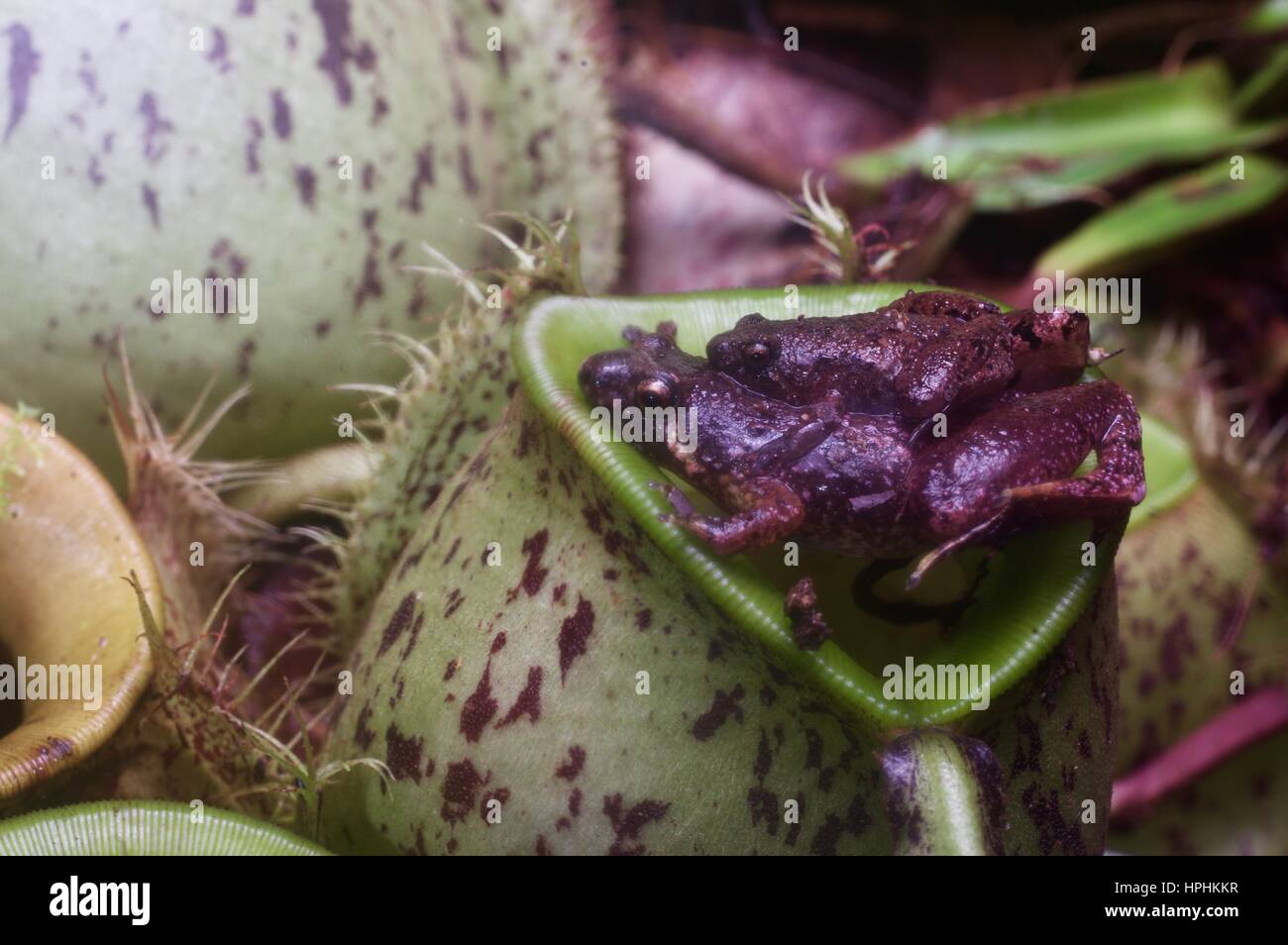 A mating pair of Matang Narrow-mouthed Frogs (Microhyla borneensis) on ...