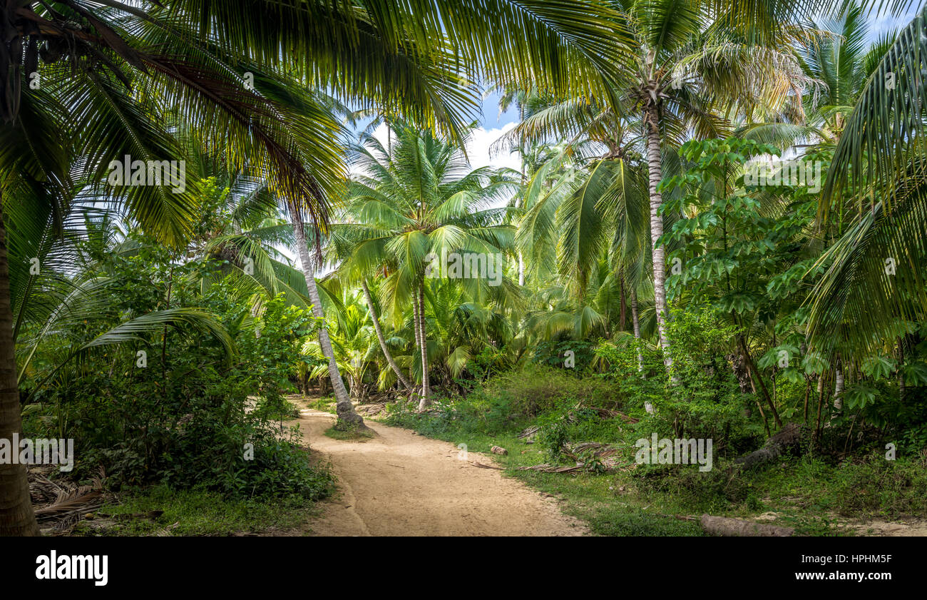 Jungle path hi-res stock photography and images - Alamy