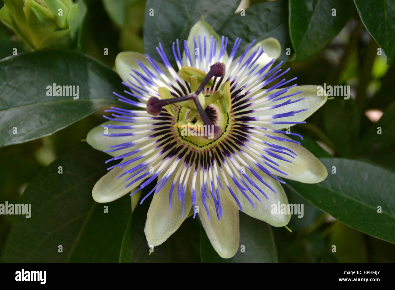 Passion Flower Symbolism