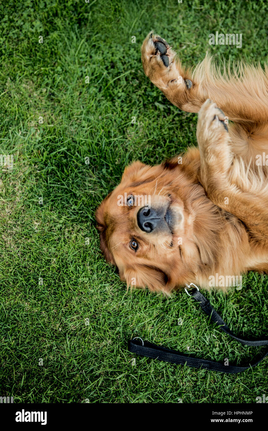 Uk love of pets hi-res stock photography and images - Alamy