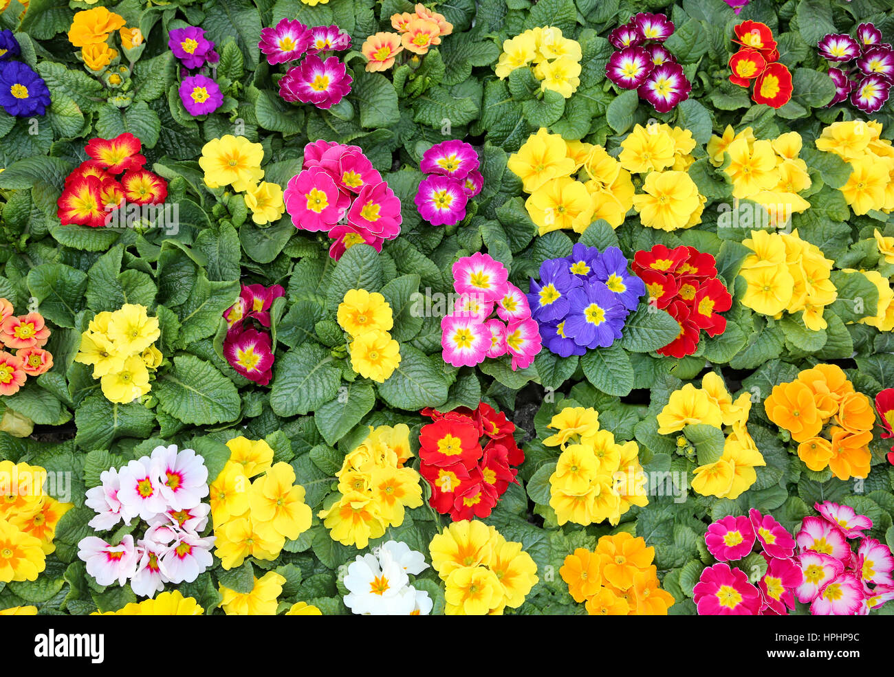 background of many colorful primroses in spring Stock Photo - Alamy