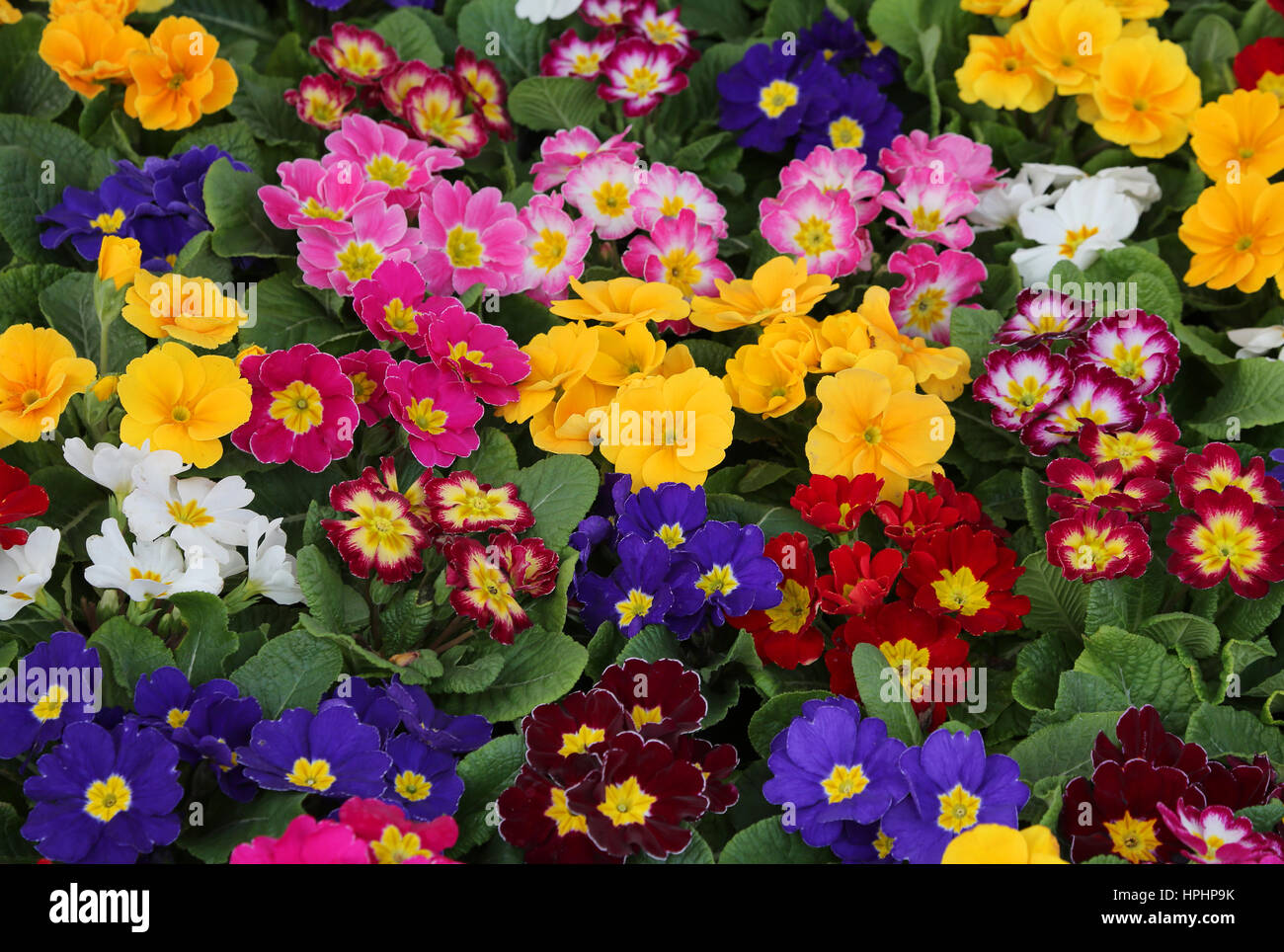 background of many colorful primroses in spring Stock Photo - Alamy