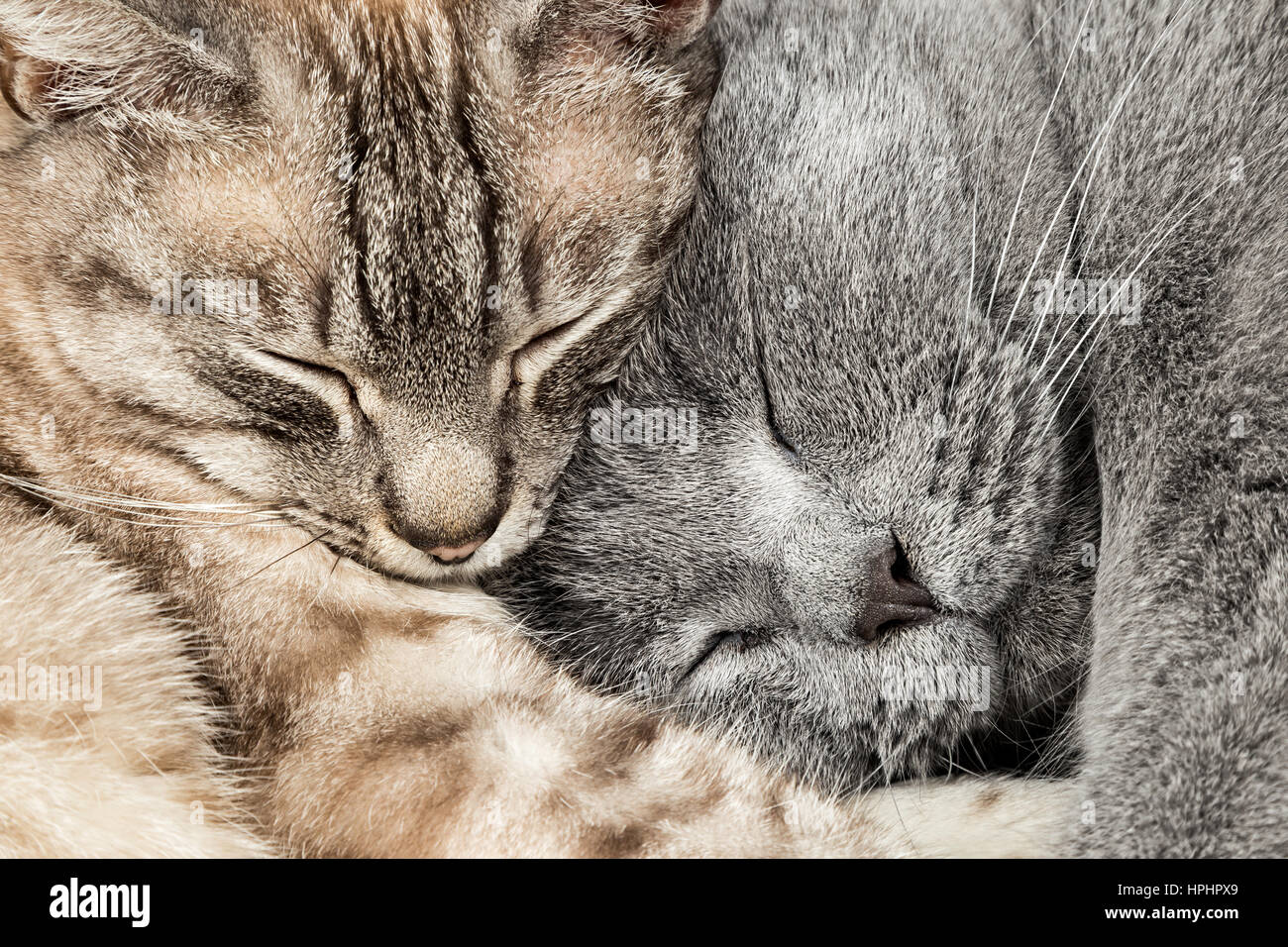 Cats Sleeping Together