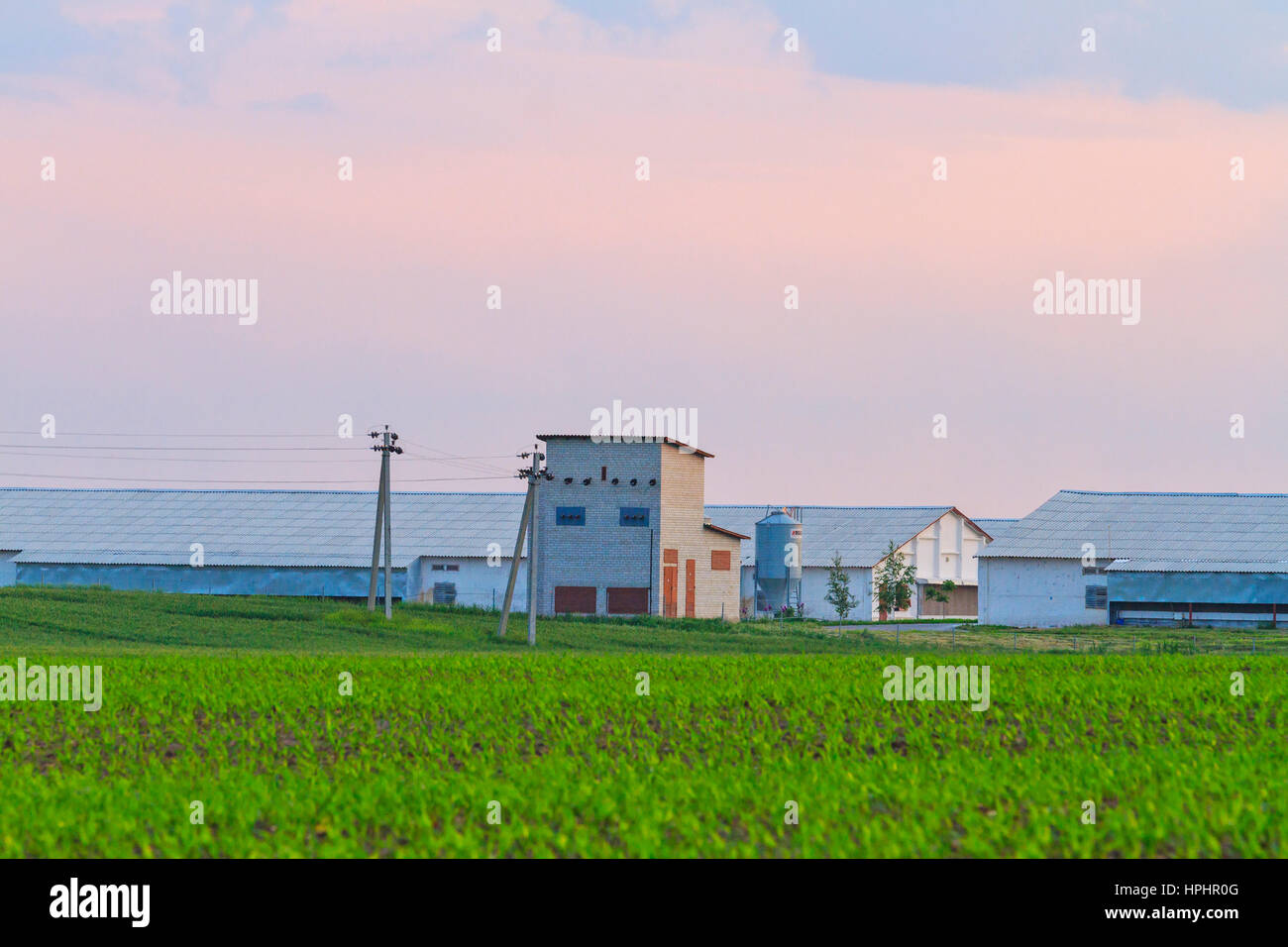 poultry farm of corn,poultry, pets, chickens agricultural production ...