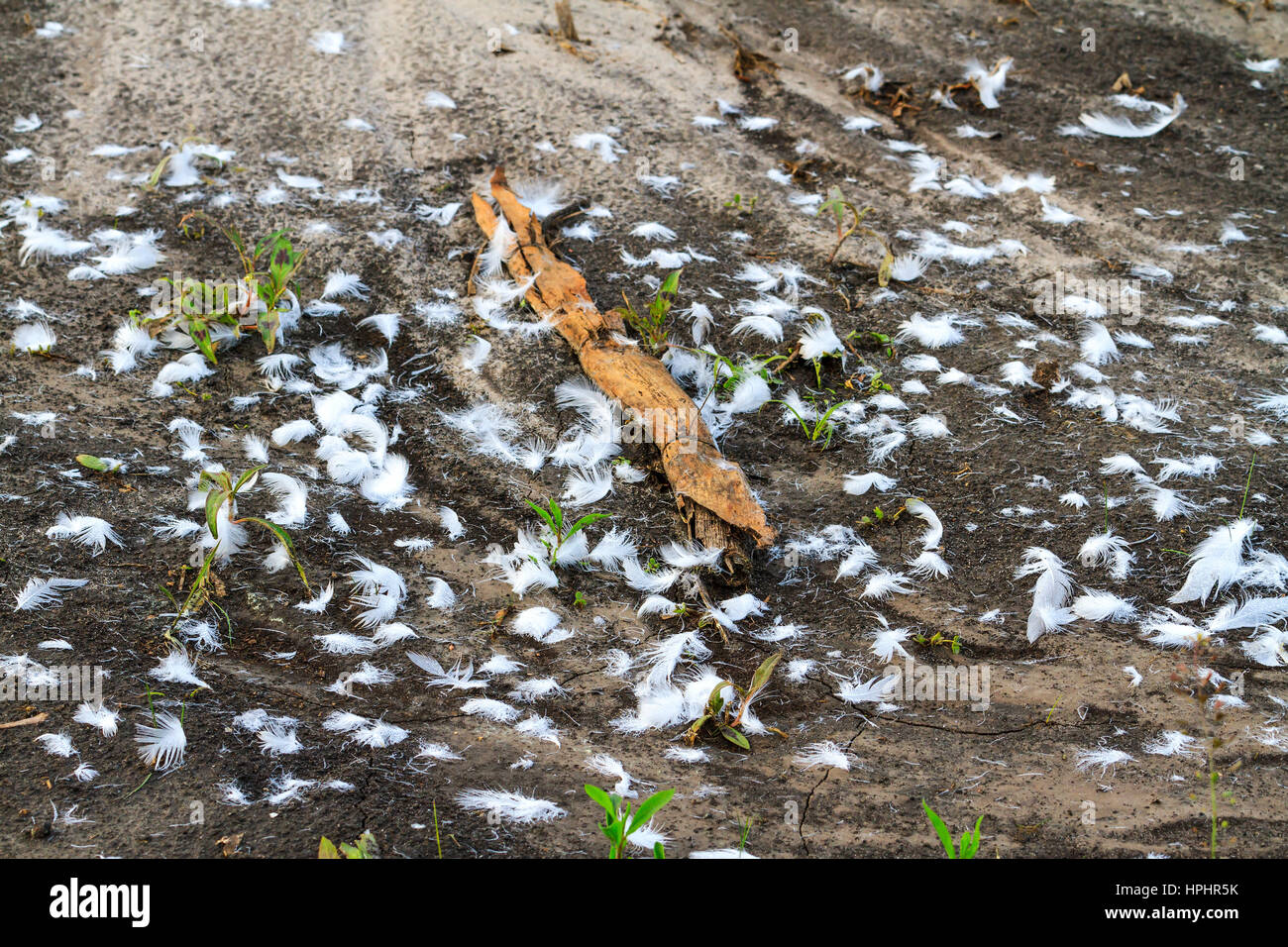 white feathers slain bird,hunting, poaching, Red Book, rare breaking ...