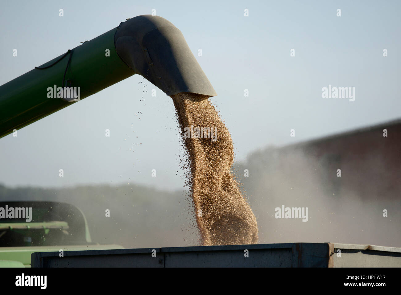 Wheat, filling a bucket for harvest Stock Photo - Alamy