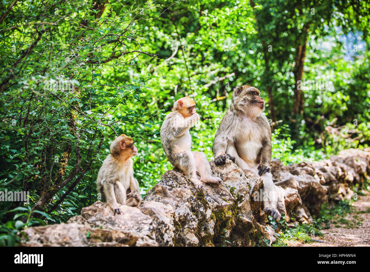 France, Lot, Rocamadour, Monkeys Forest, Three Barbary macaques sitting ...