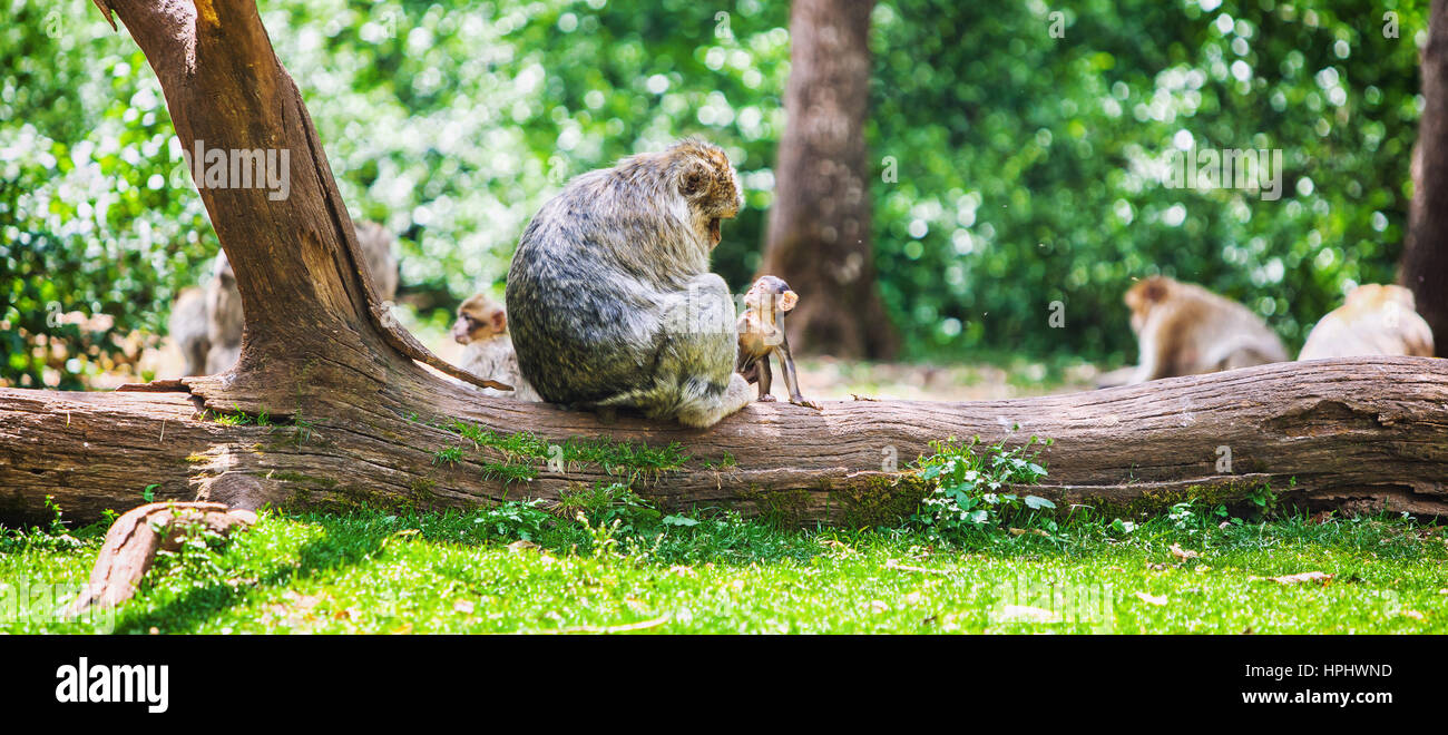 France, Lot, Rocamadour, Monkeys Forest, Female Barbary macaque sitting ...