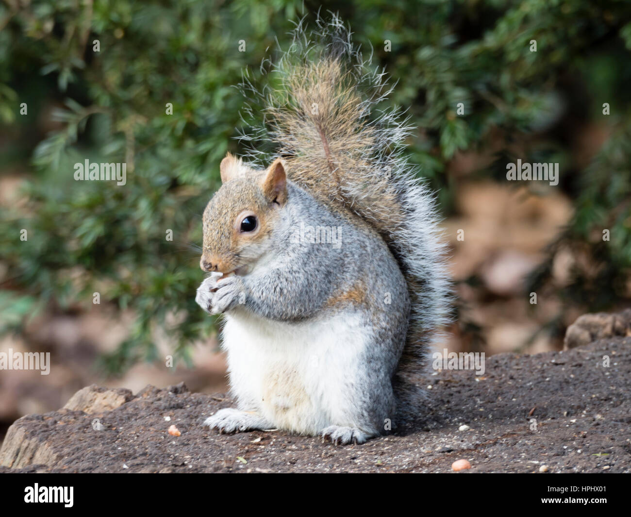 Grey Squirrel (Sciurus Carolinensis) eating nuts Clumba Park ...