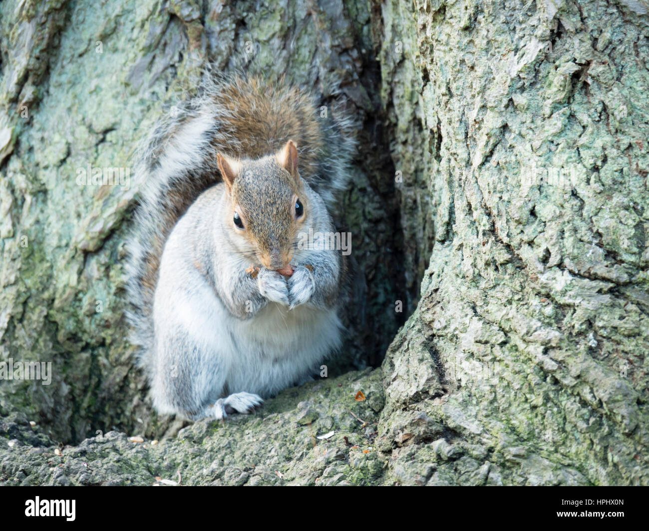 Gray squirrel baby hi-res stock photography and images - Alamy