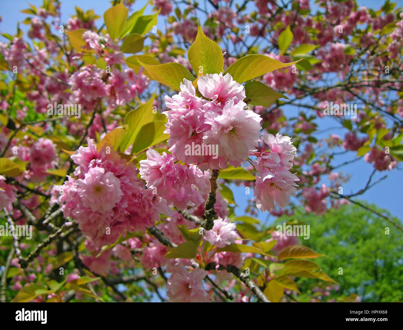 Pink sakura (flowering cherry) blossom Stock Photo - Alamy