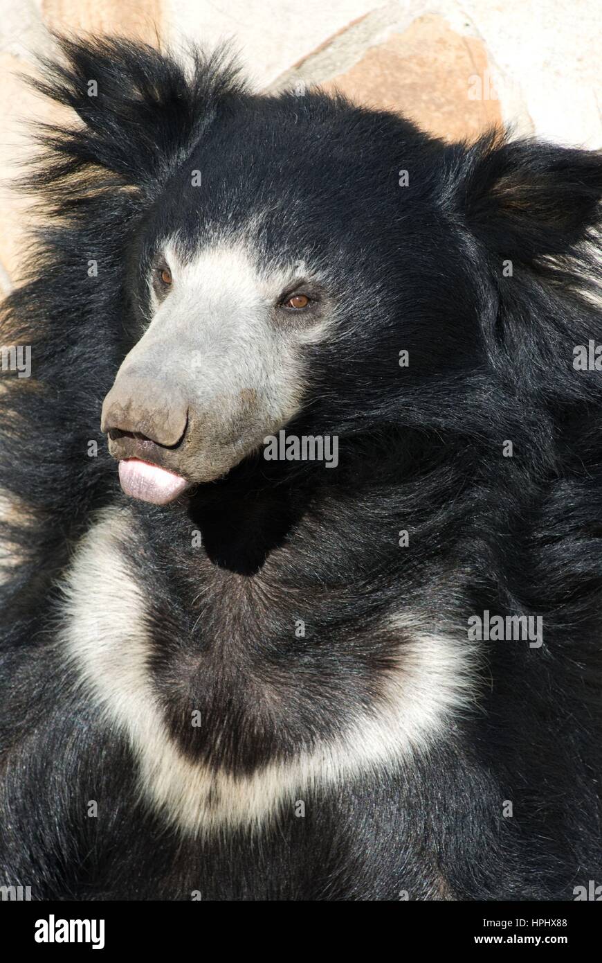 Indian bear hi-res stock photography and images - Alamy