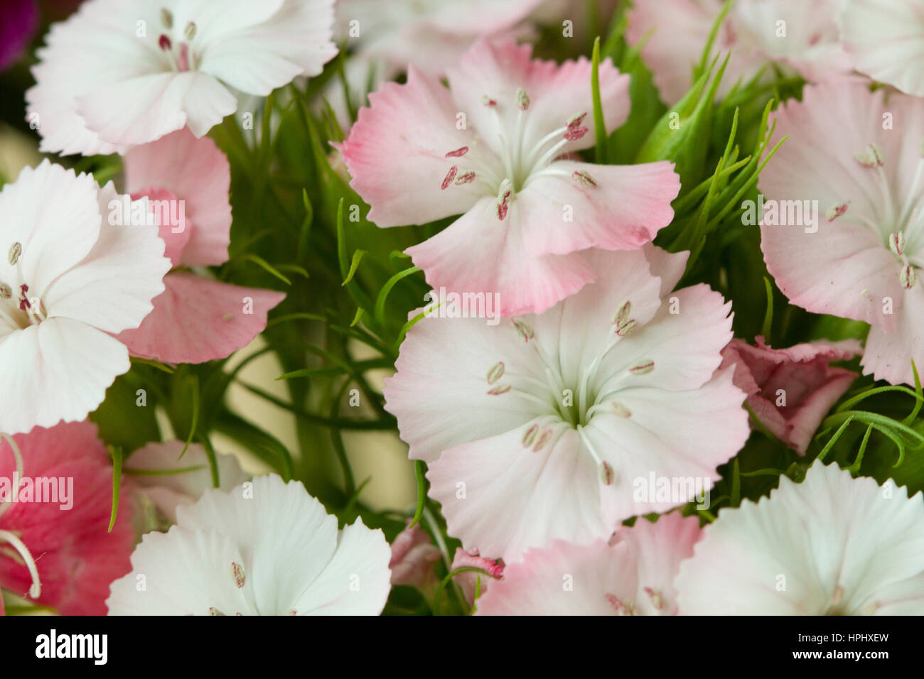 Pink and white sweet-william like spring background outdoor Stock Photo ...