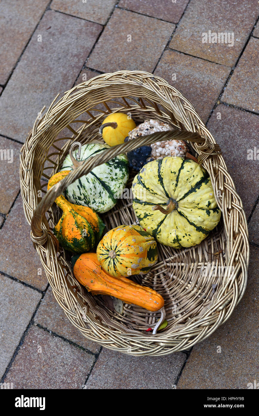 Knobby pumpkins hi-res stock photography and images - Alamy