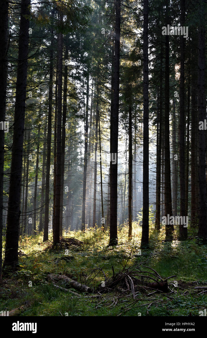 Forest of pine trees illuminated by sunbeams through fog Stock Photo ...