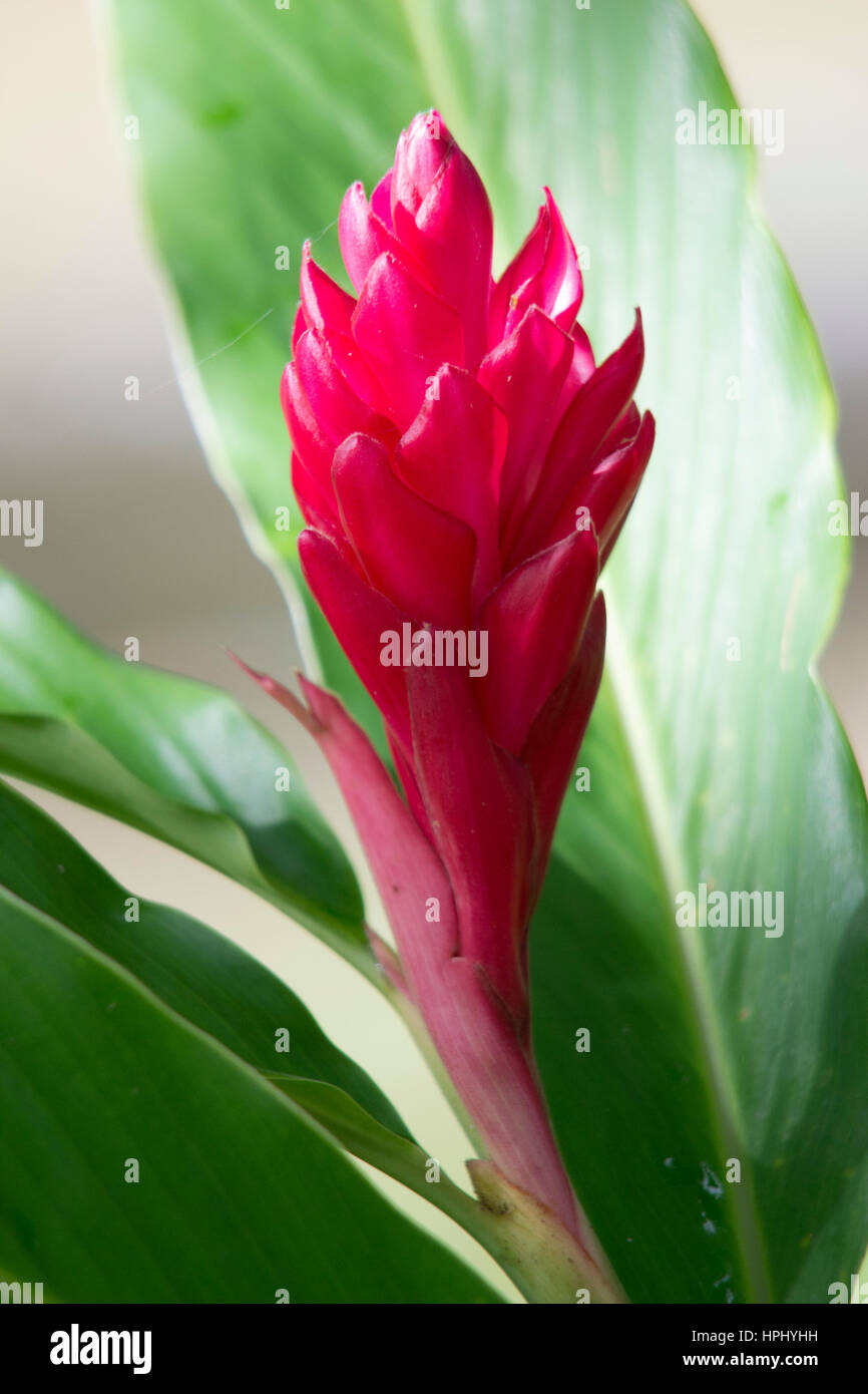 Ginger flower in Dominica's park Stock Photo - Alamy