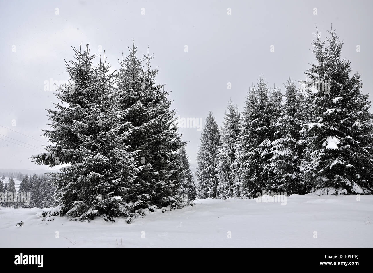 Fairy winter landscape with fir trees. Christmas greetings concept ...