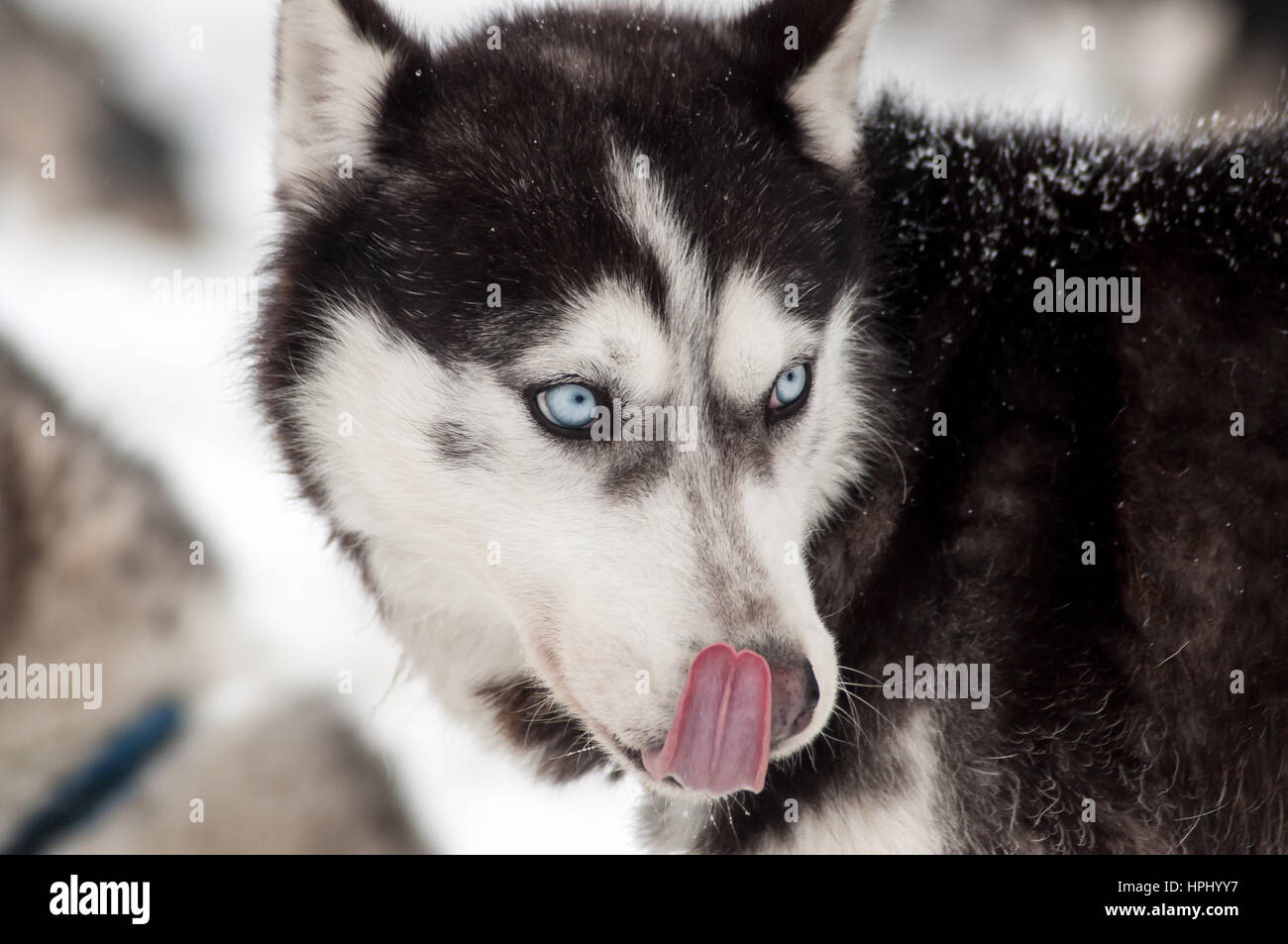 Husky dog portrait in the winter snow Stock Photo - Alamy