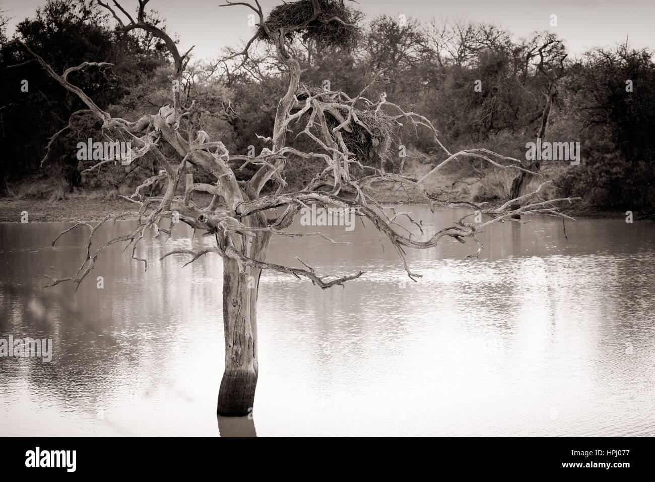Old dead river hi-res stock photography and images - Alamy