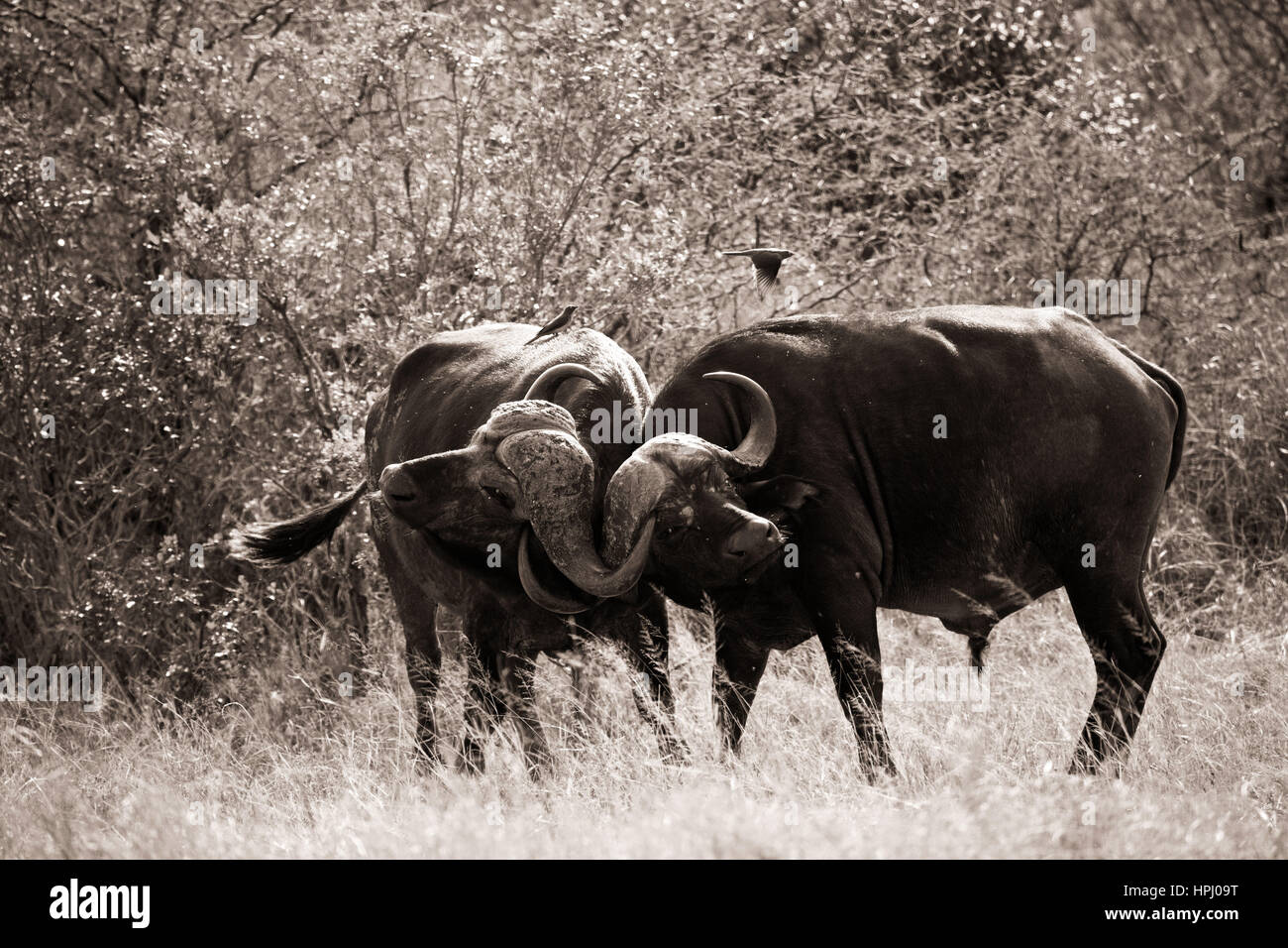 Buffalo bulls hi-res stock photography and images - Alamy