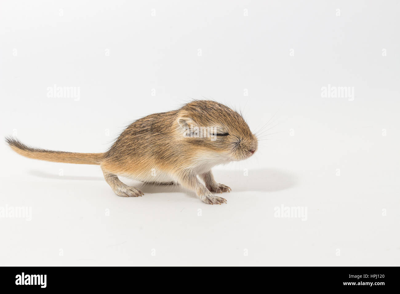 Litter Mongolian gerbil, Desert Rat on white background Stock Photo - Alamy