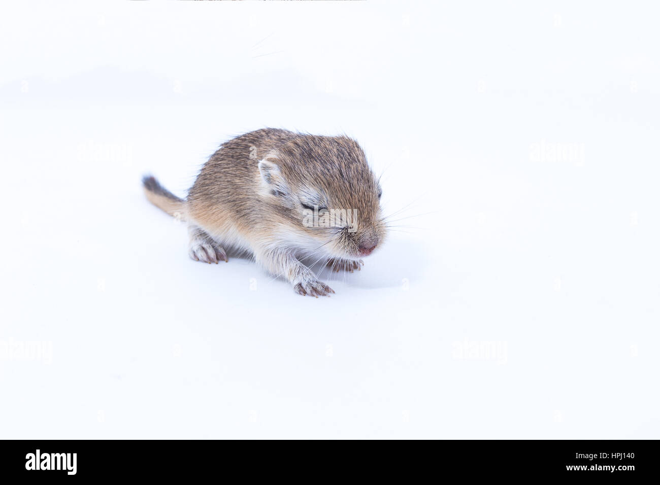 Litter Mongolian gerbil, Desert Rat on white background Stock Photo - Alamy