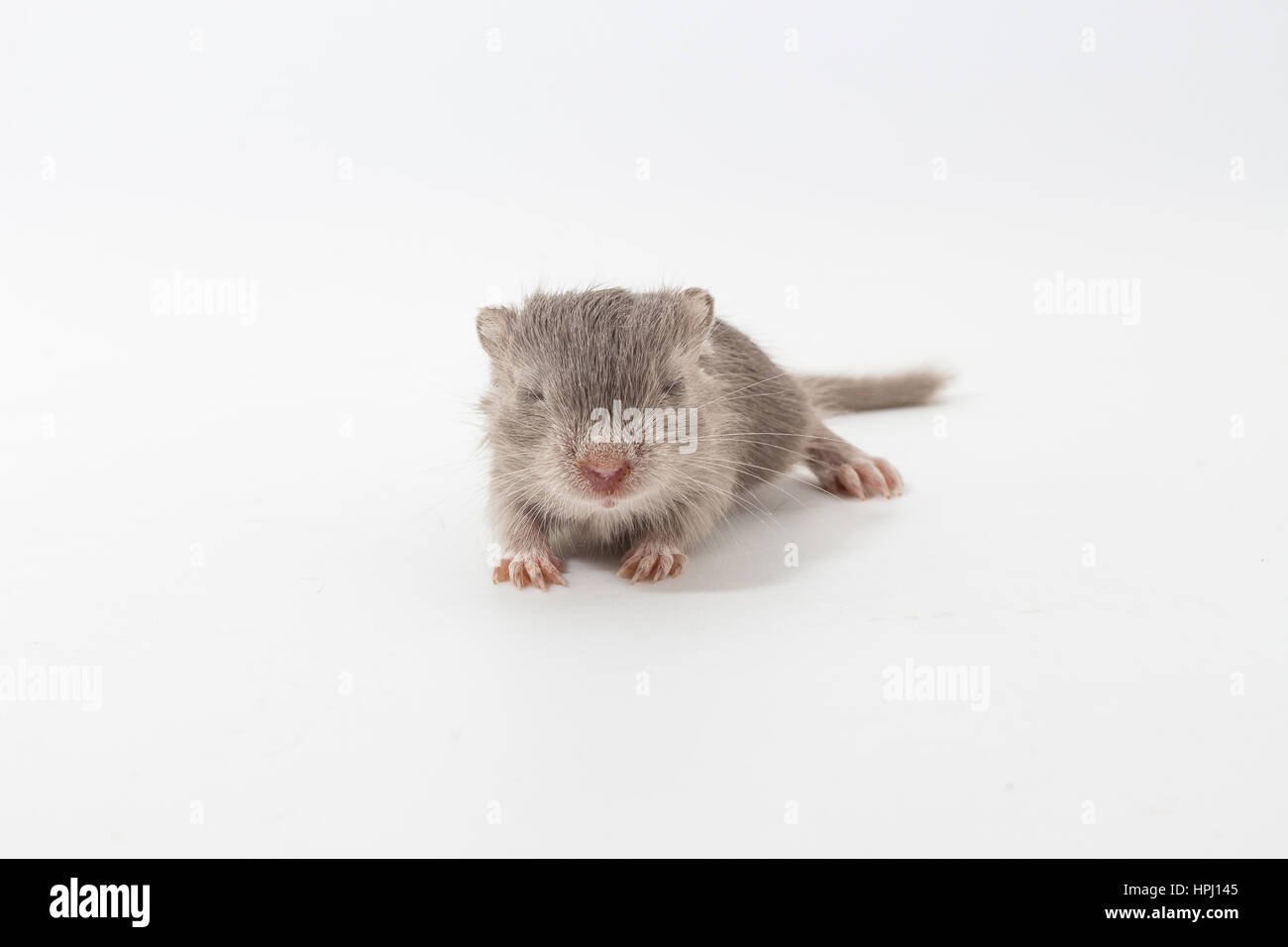 Litter Mongolian gerbil, Desert Rat on white background Stock Photo - Alamy