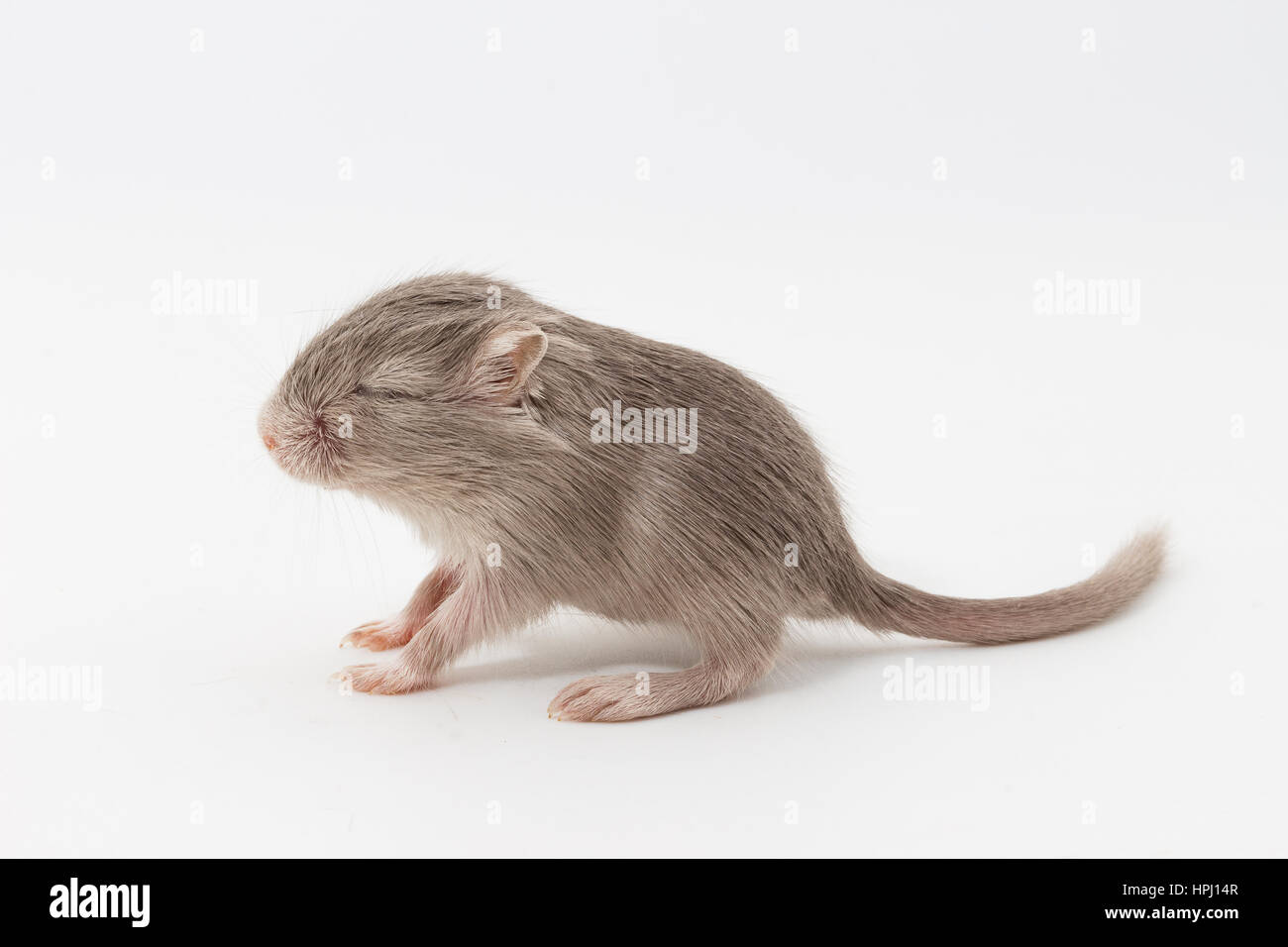 Litter Mongolian gerbil, Desert Rat on white background Stock Photo - Alamy