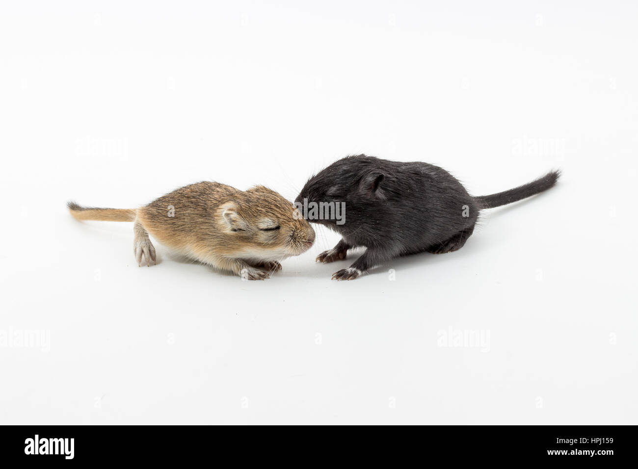 Litter Mongolian gerbil, Desert Rat on white background Stock Photo - Alamy