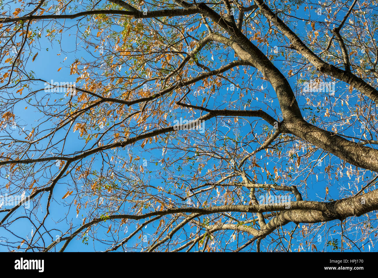 Beautiful deciduous tree hi-res stock photography and images - Alamy